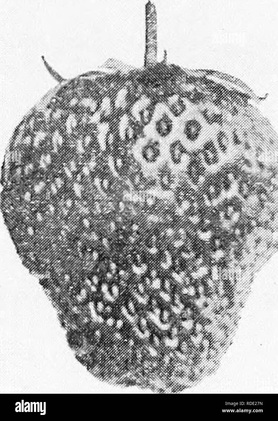 Woolver hi-res stock photography and images - Alamy