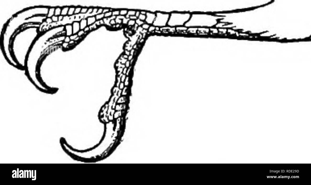 Reversible outer toe hi-res stock photography and images - Alamy