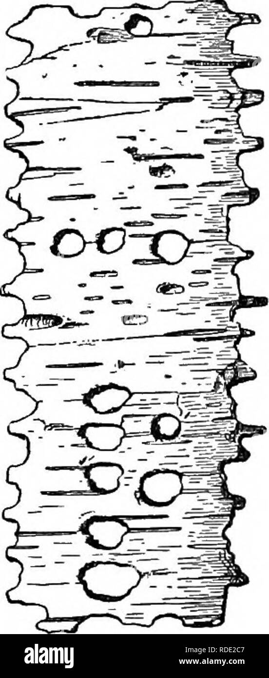 Sapsucker damage hi-res stock photography and images - Alamy