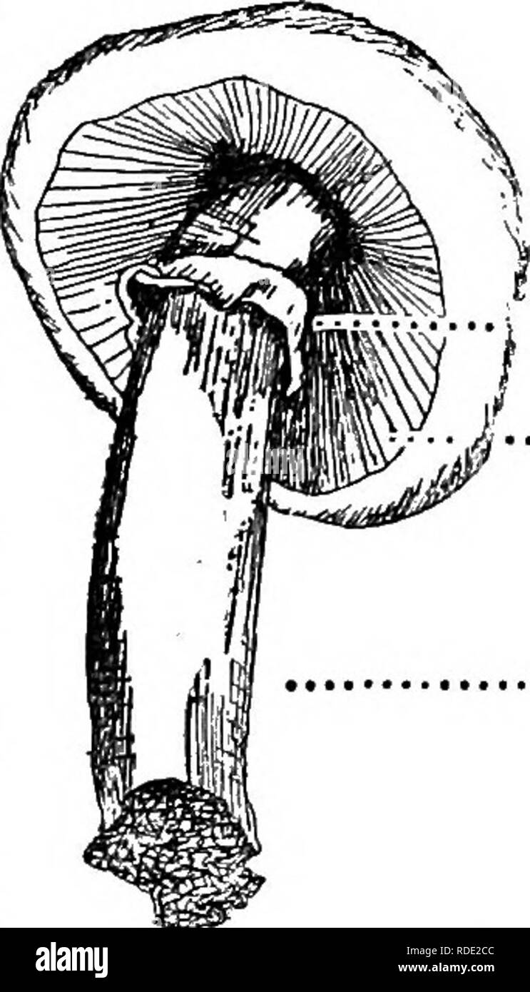 . The mushroom book. A popular guide to the identification and study of ...
