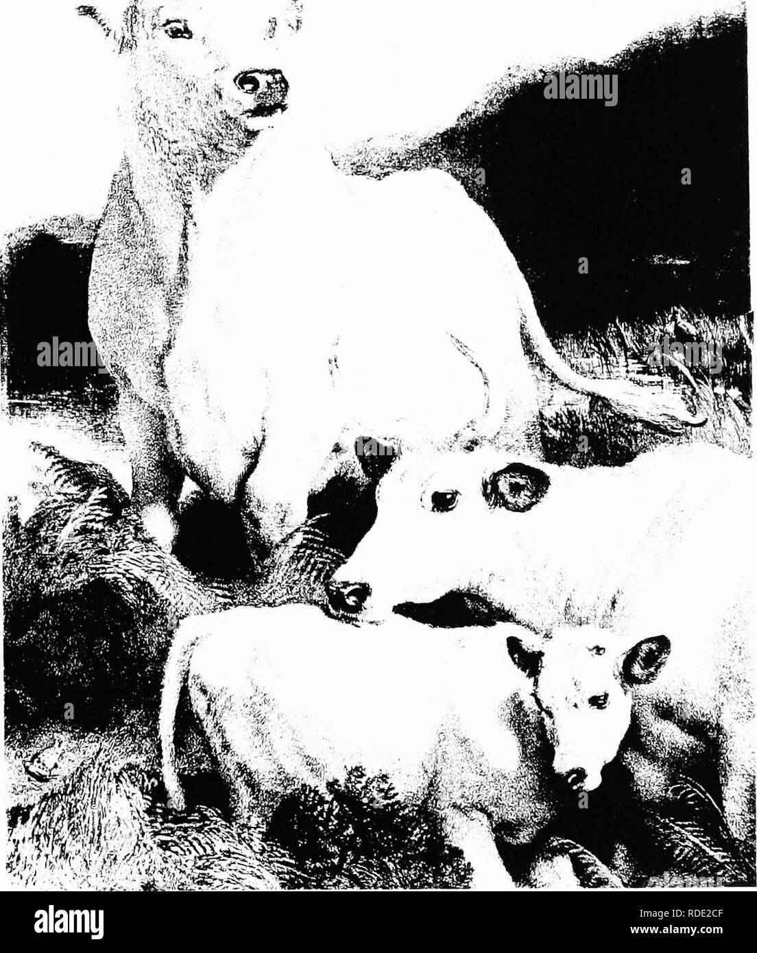 . The dairy cow : a monograph on the Ayrshire breed of cattle . Ayrshire cattle; Milk. (. Wild ...