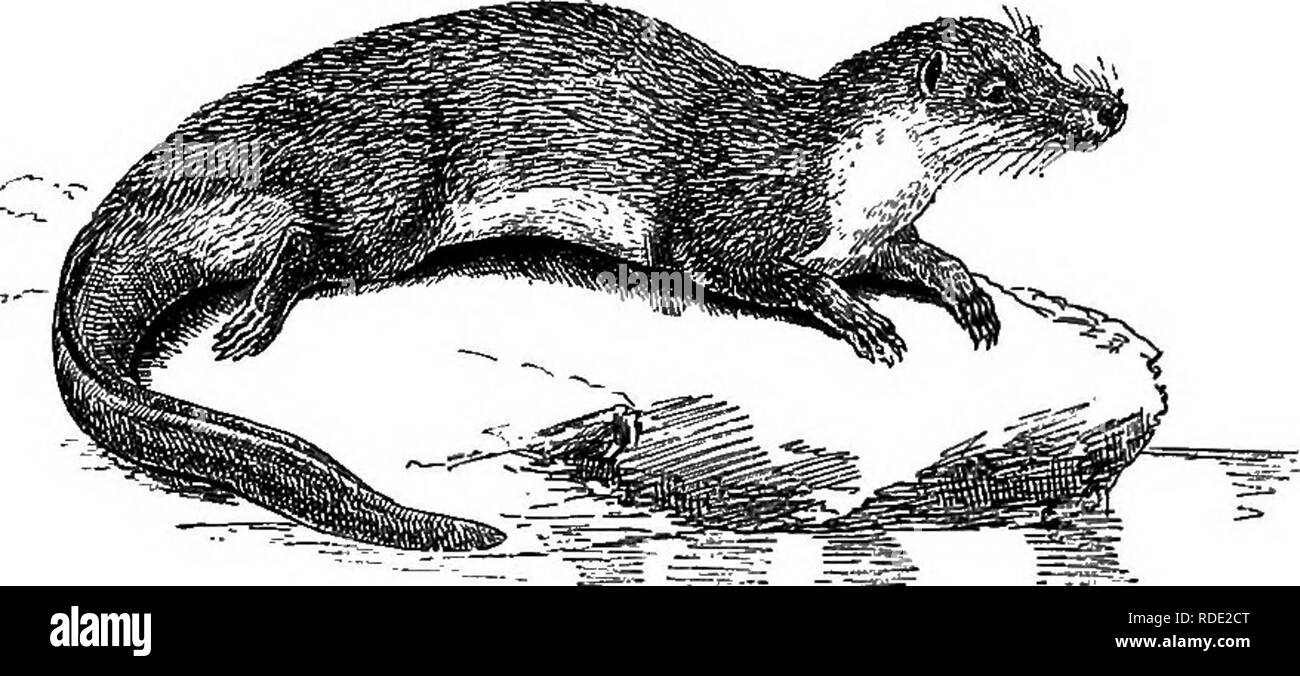 . American types of animal life. Zoology; Animal behavior. 366 TYPES OF ...