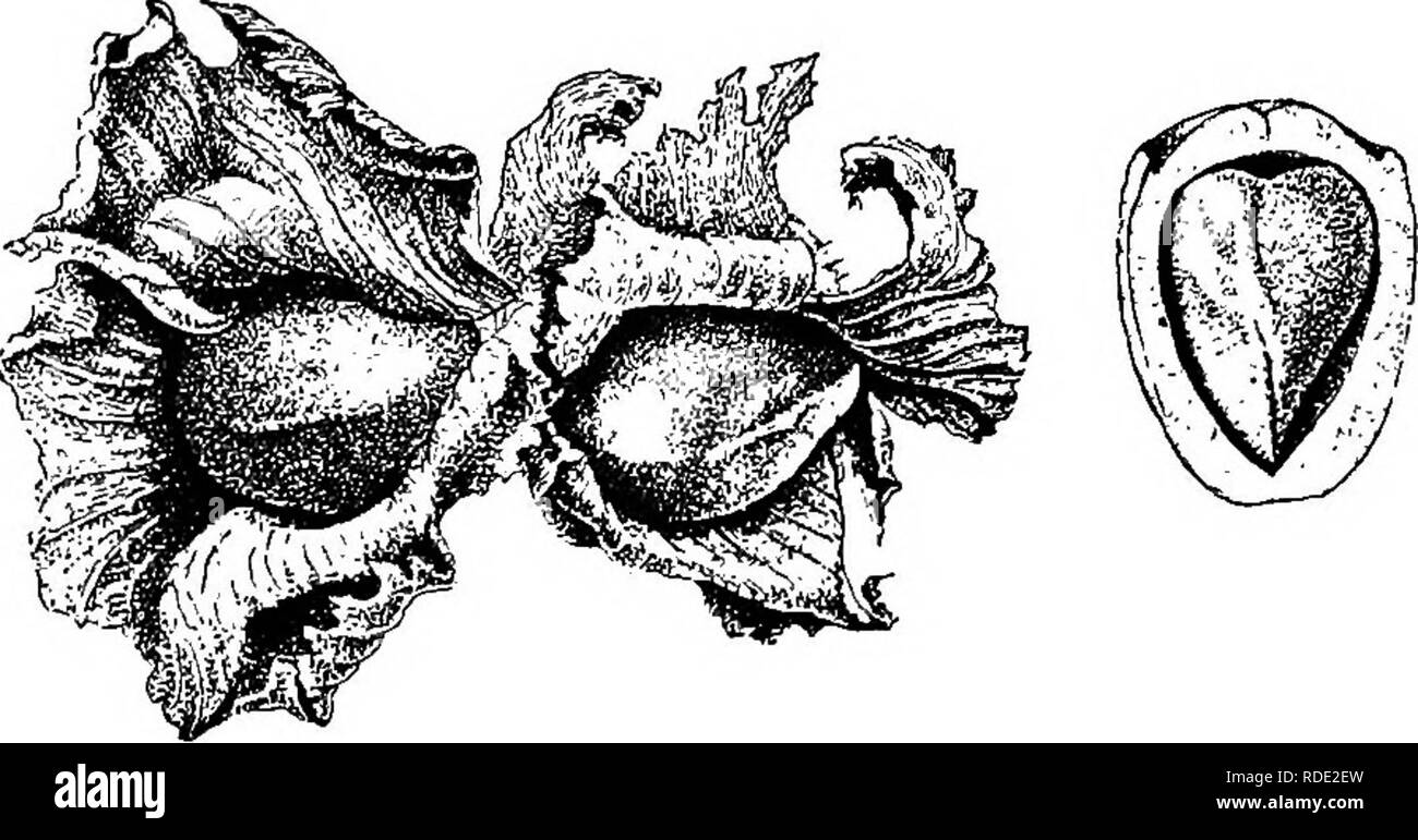 Linden nuts hi-res stock photography and images - Alamy