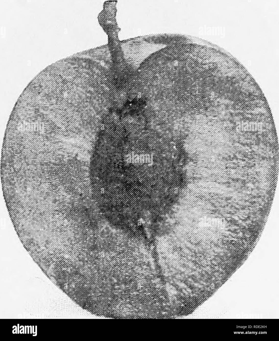 Round conical fruit Black and White Stock Photos & Images - Alamy