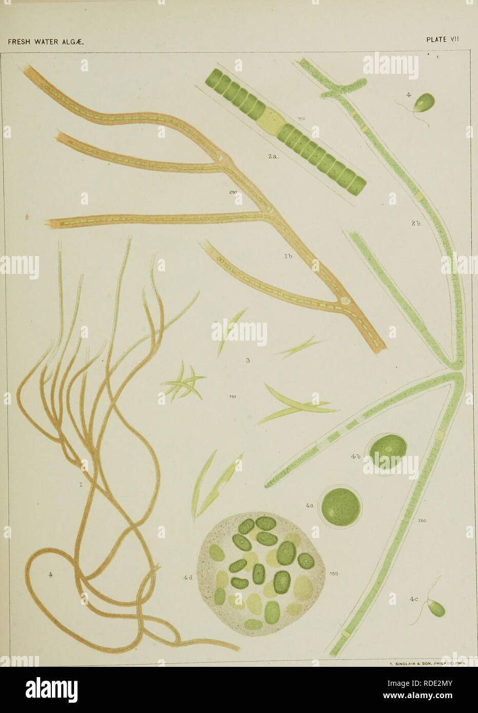 Scytonema hi-res stock photography and images - Alamy