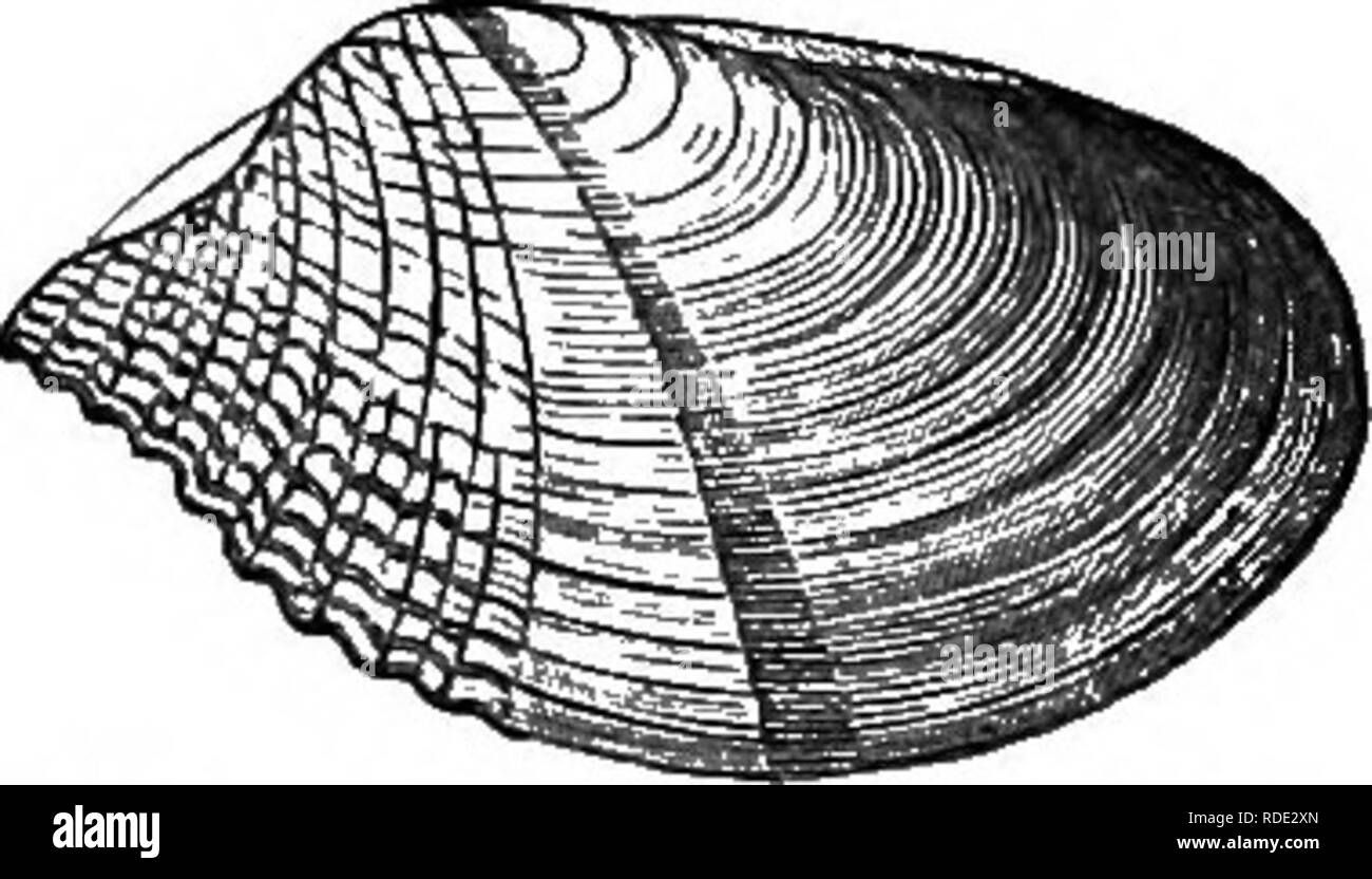 Clam shell images Black and White Stock Photos & Images - Alamy