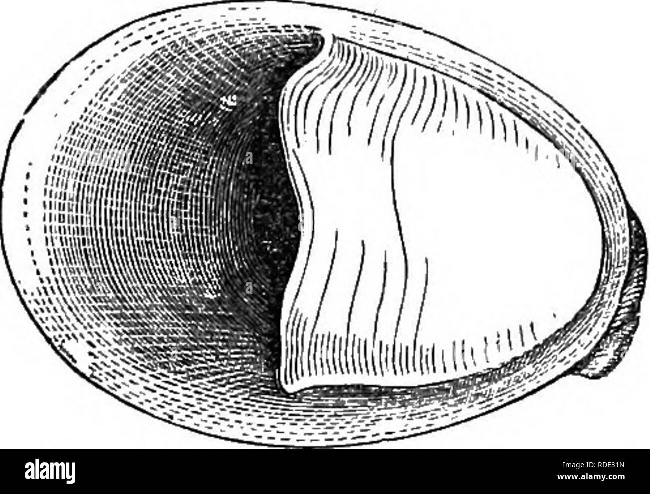 Atlantic fig Black and White Stock Photos & Images - Alamy