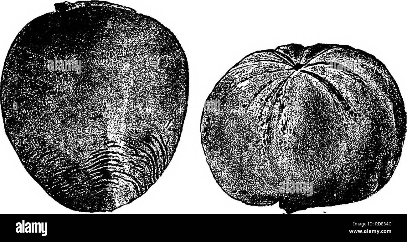 . The American fruit culturist, containing directions for the ...