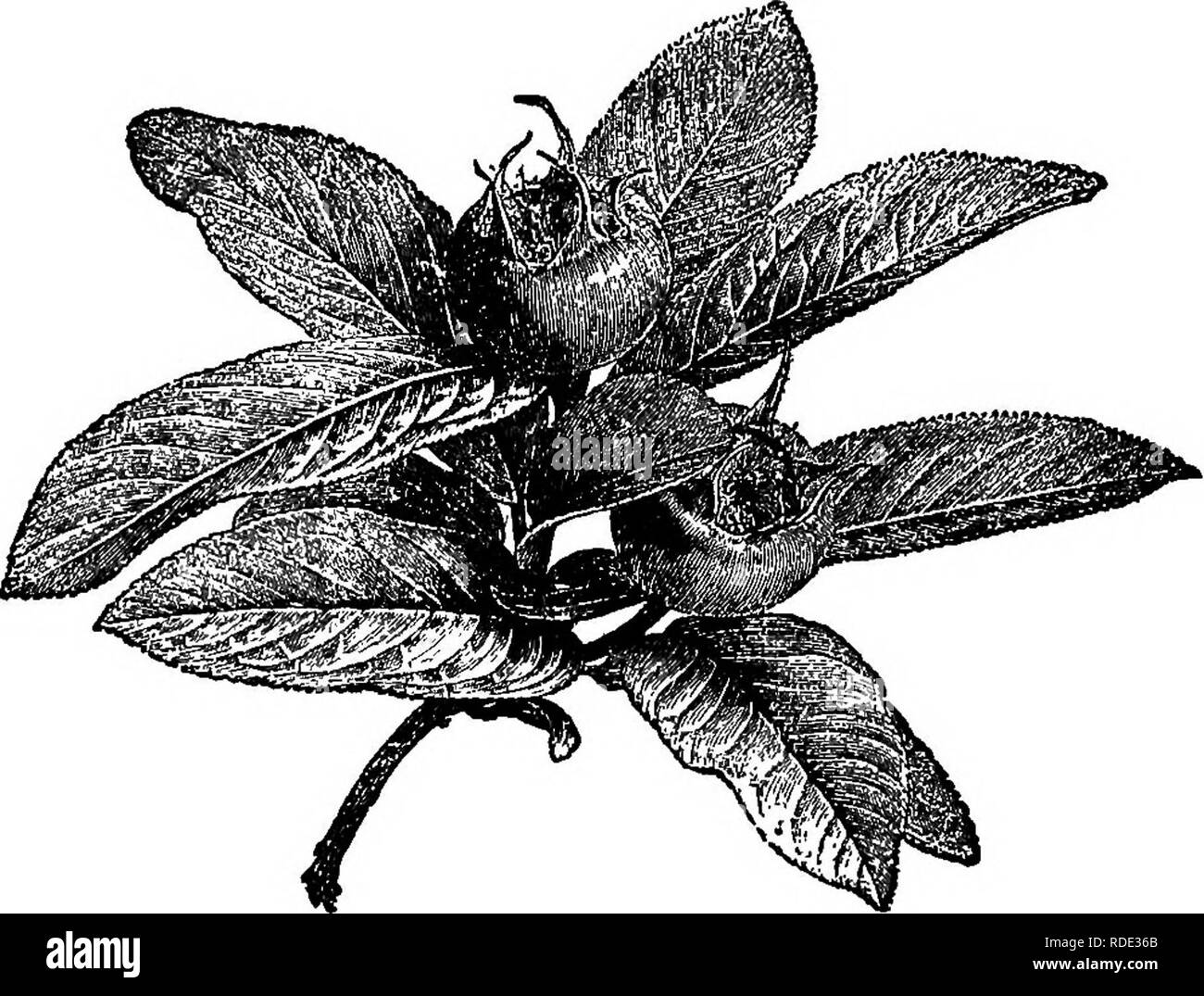 Royal medlar fruit hi-res stock photography and images - Alamy