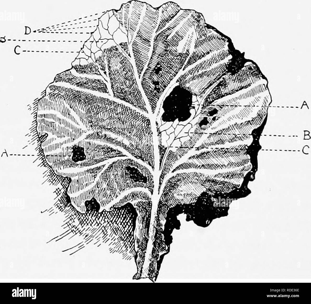 . Minnesota plant diseases. Plant diseases. Fig. 177.—Black rot of ...