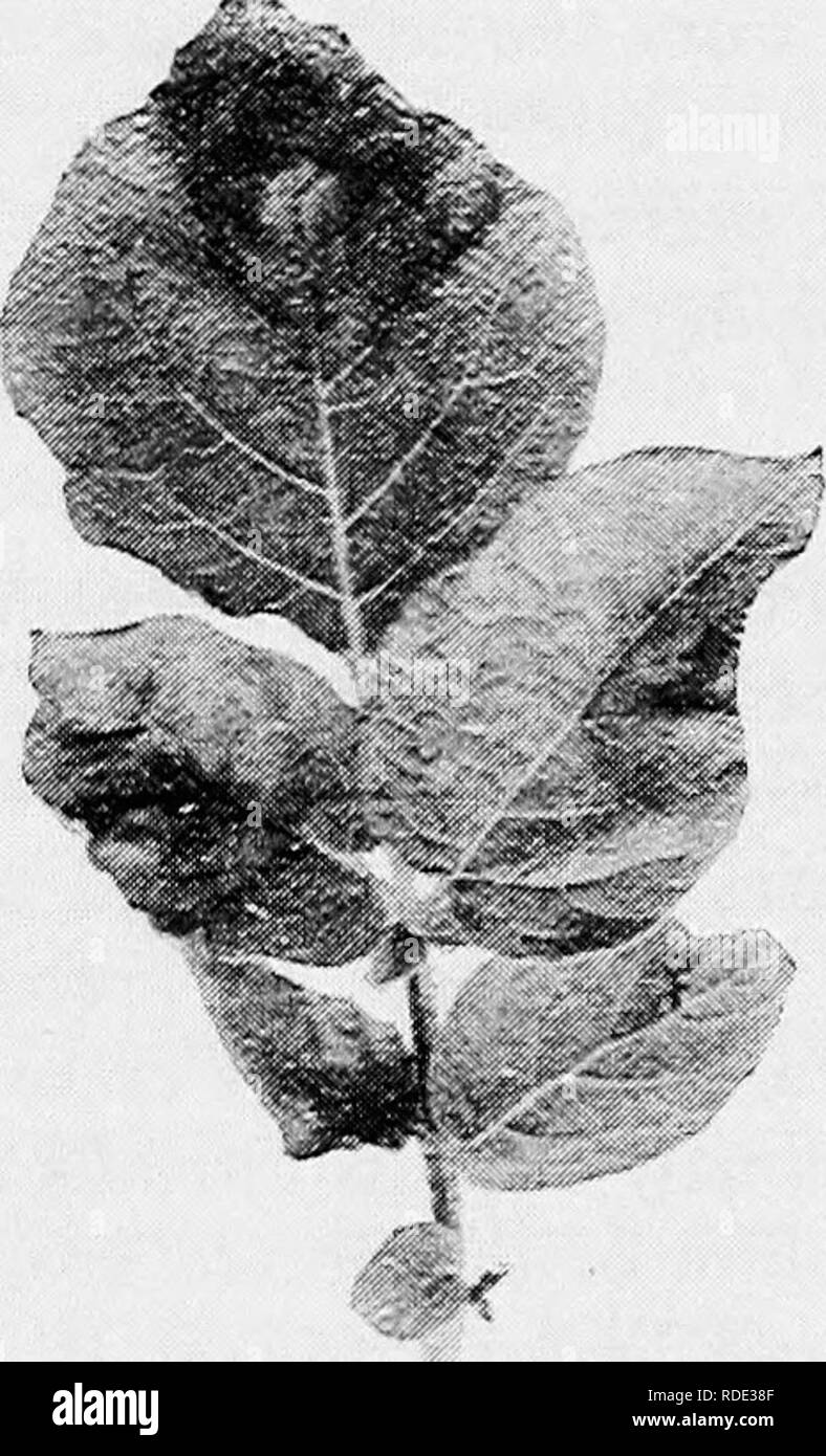 Downy mildew potato Black and White Stock Photos & Images - Alamy