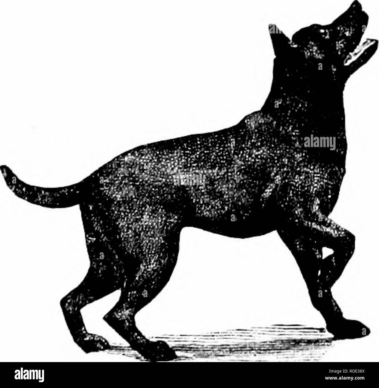 Why Is My Dogs Voice Hoarse