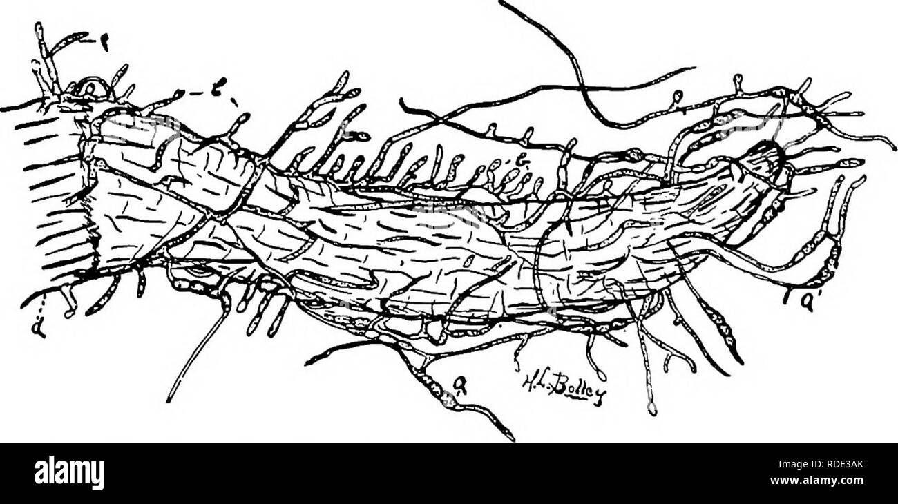 . Minnesota plant diseases. Plant diseases. Fig. 157.âSpoi cs of the ...