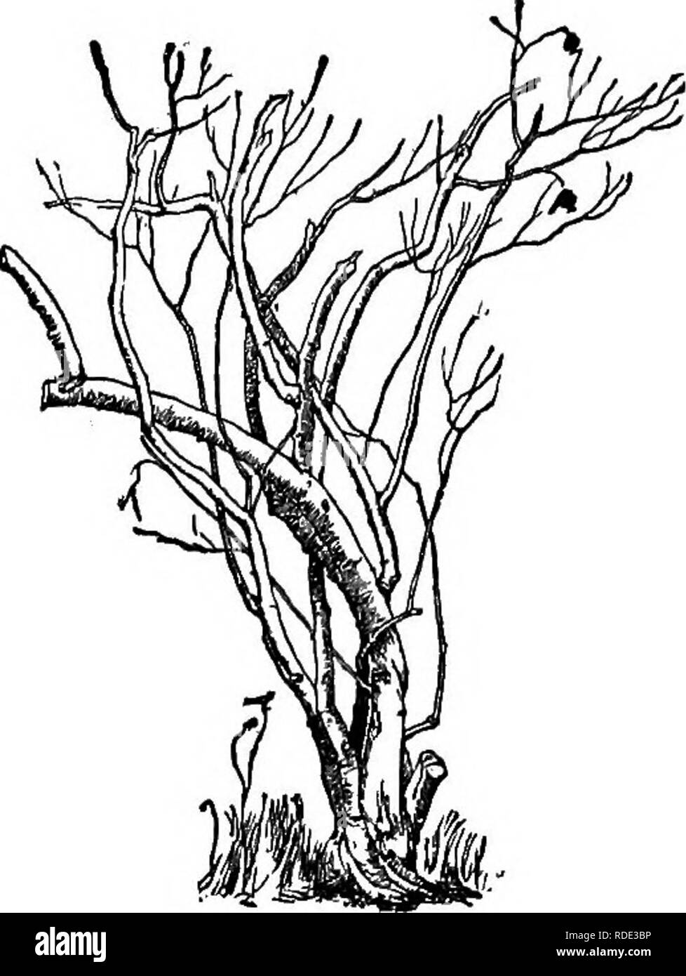 Young quince tree growing Black and White Stock Photos & Images - Alamy