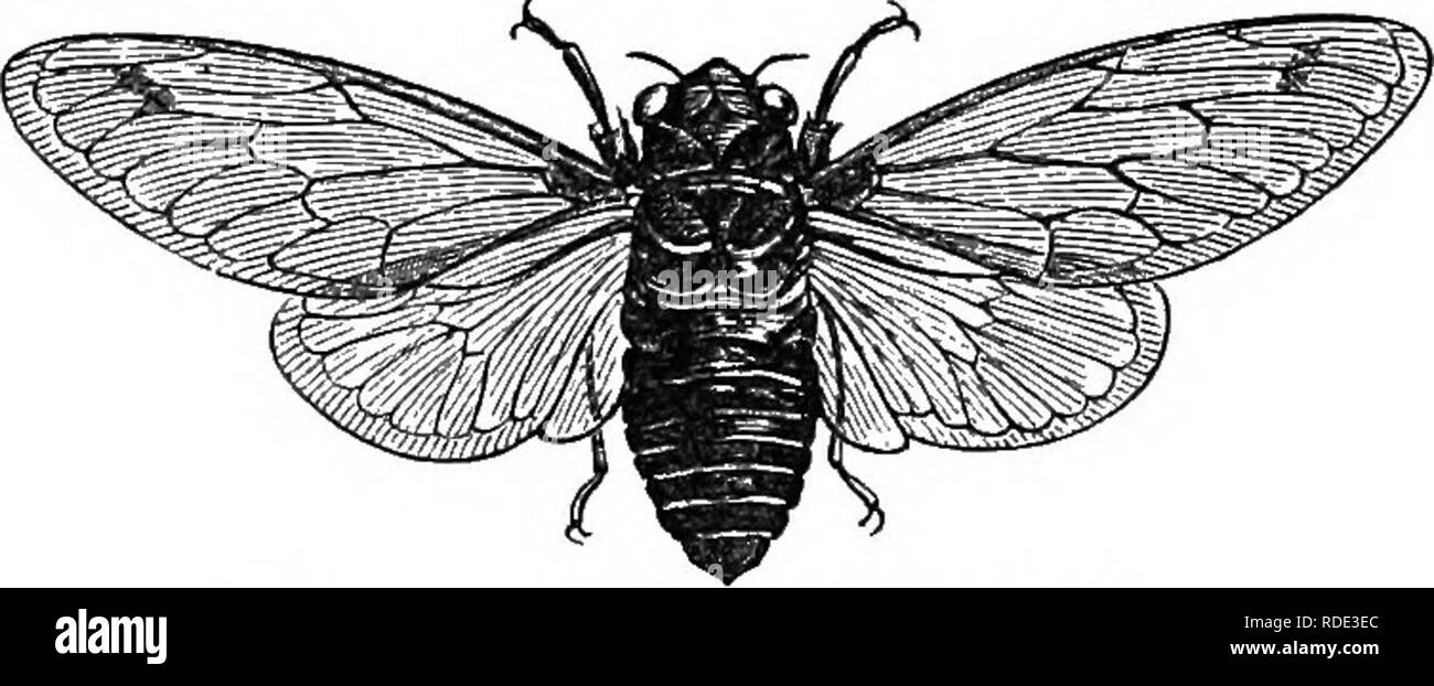 Cicadas body Black and White Stock Photos & Images - Alamy