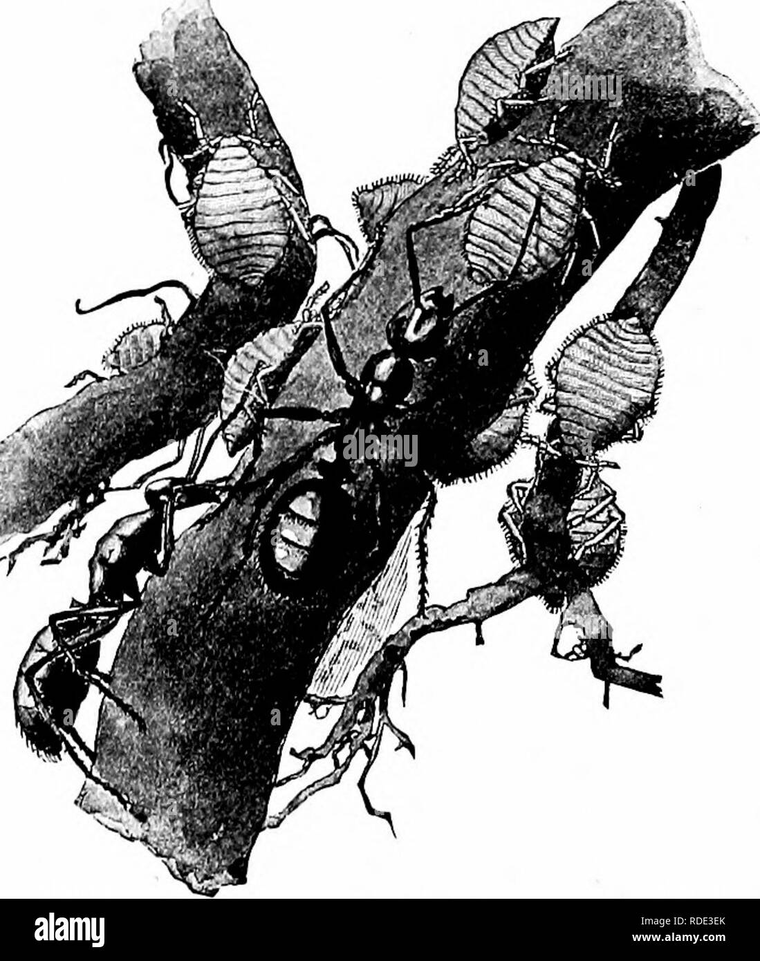 . Stories of humble friends . Animal behavior. 87 There were other ...