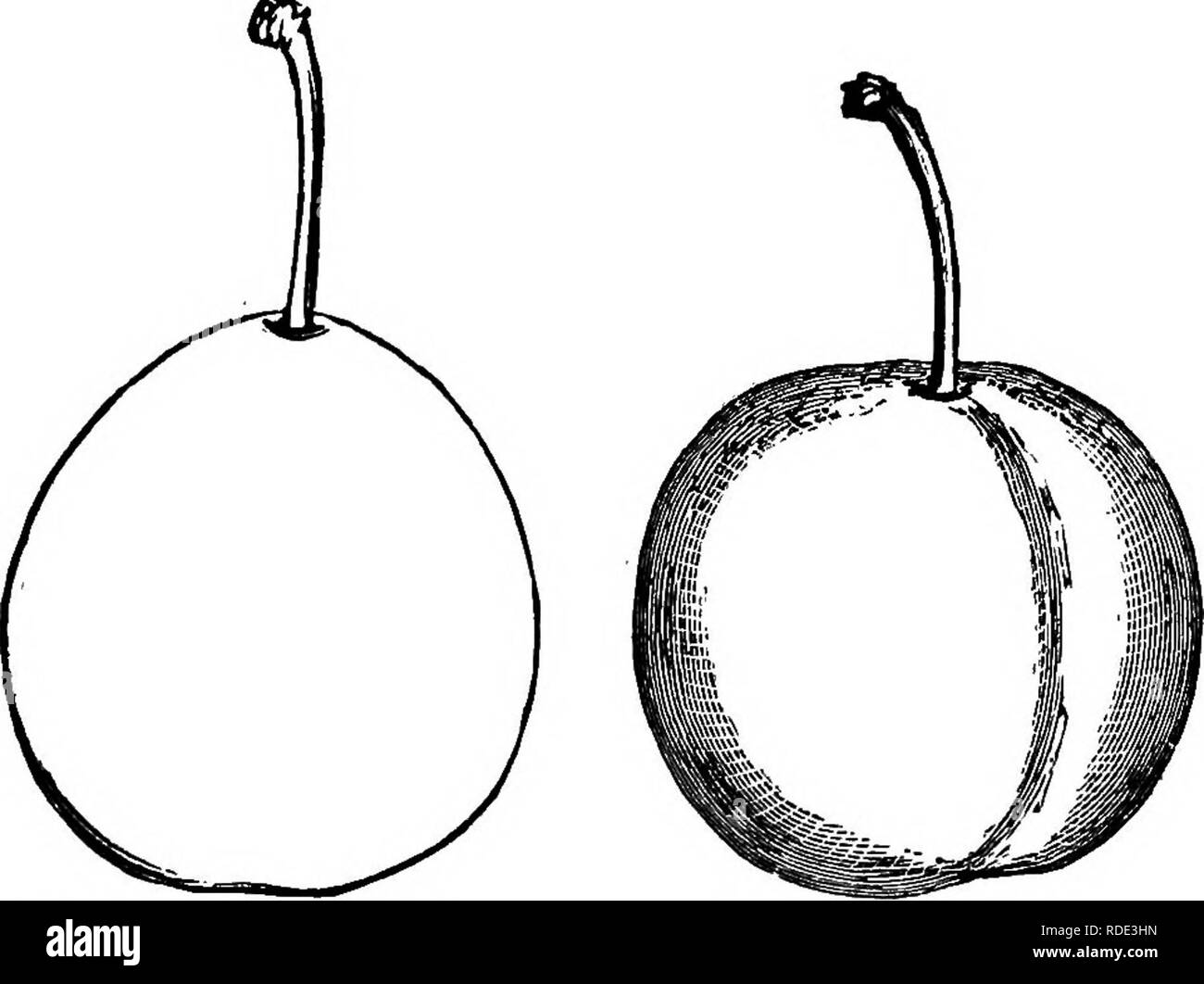 Downy fruits Black and White Stock Photos & Images - Alamy