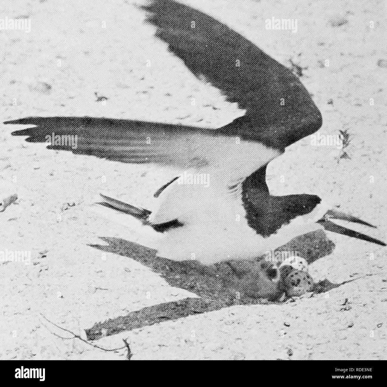 . Where to find birds and enjoy natural history in Florida. Birds ...