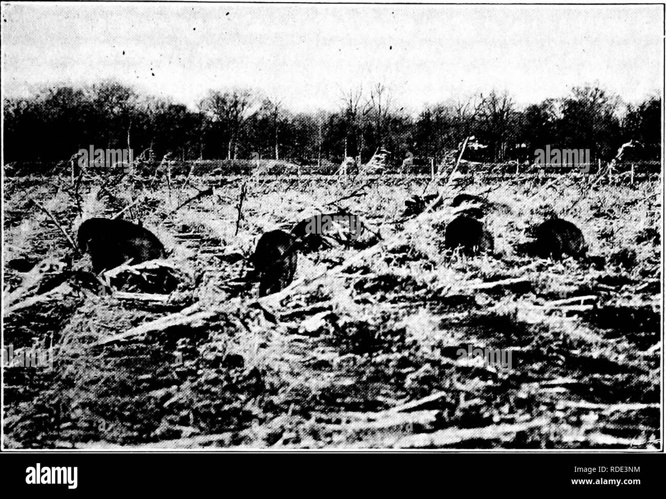 Middings hi-res stock photography and images - Alamy