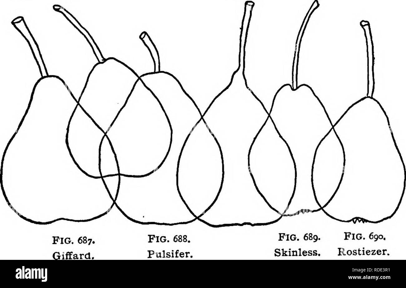 Pear shaped fruit Black and White Stock Photos & Images - Alamy