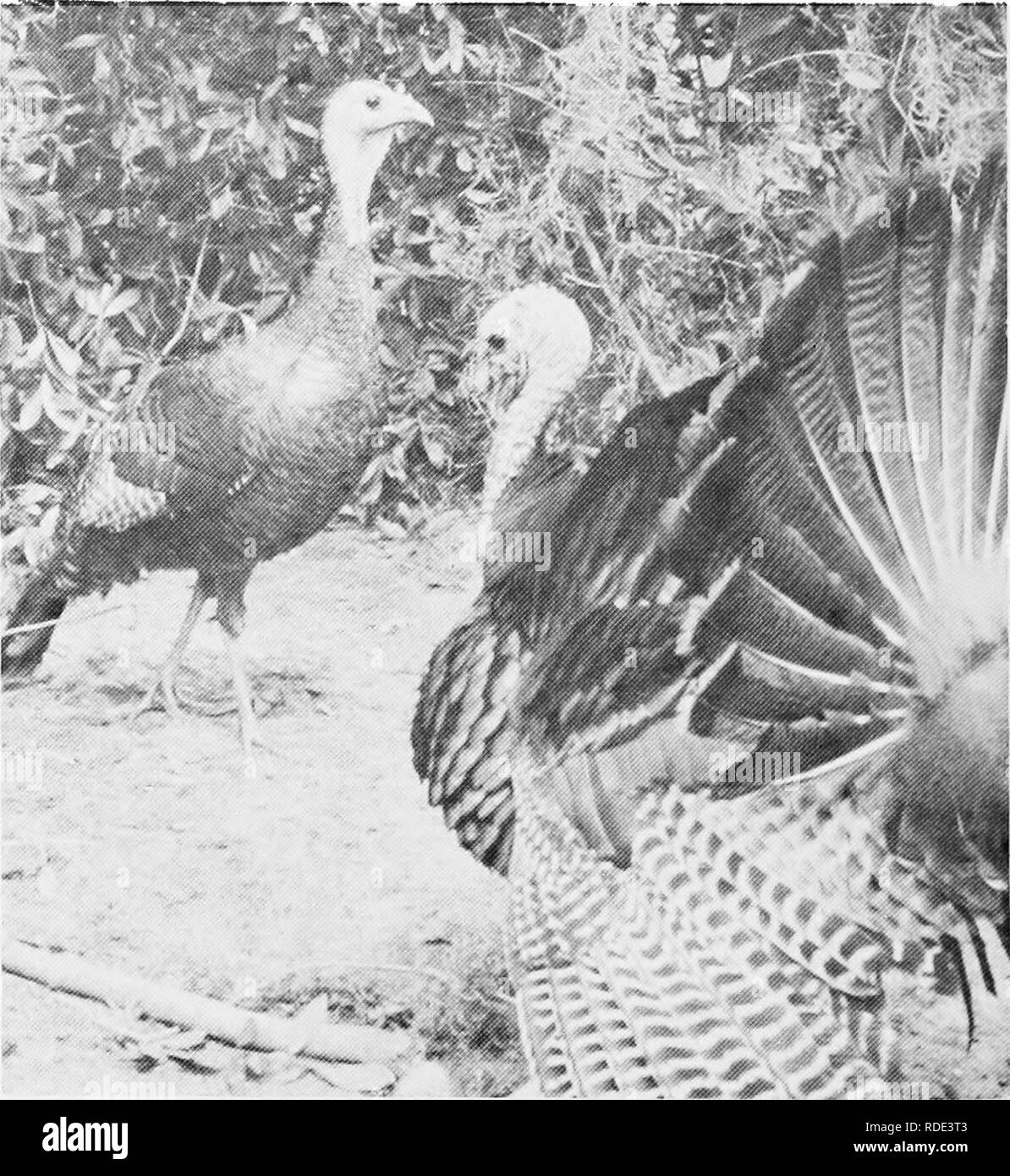 . Where to find birds and enjoy natural history in Florida. Birds ...