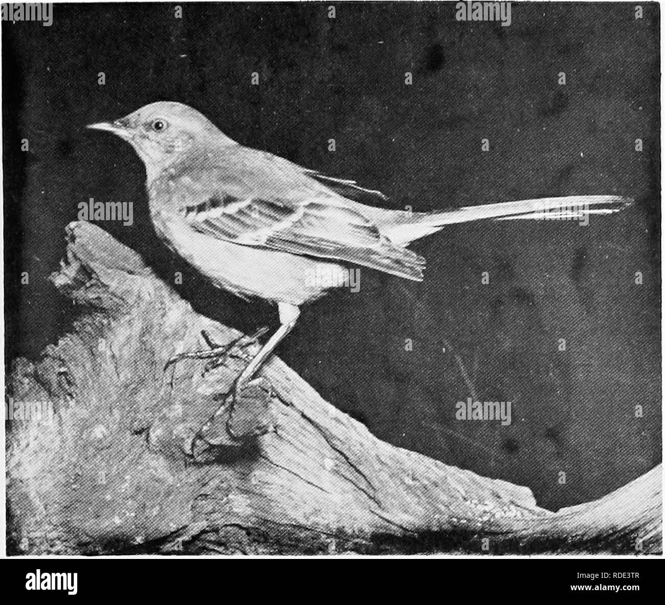 . Where to find birds and enjoy natural history in Florida. Birds ...