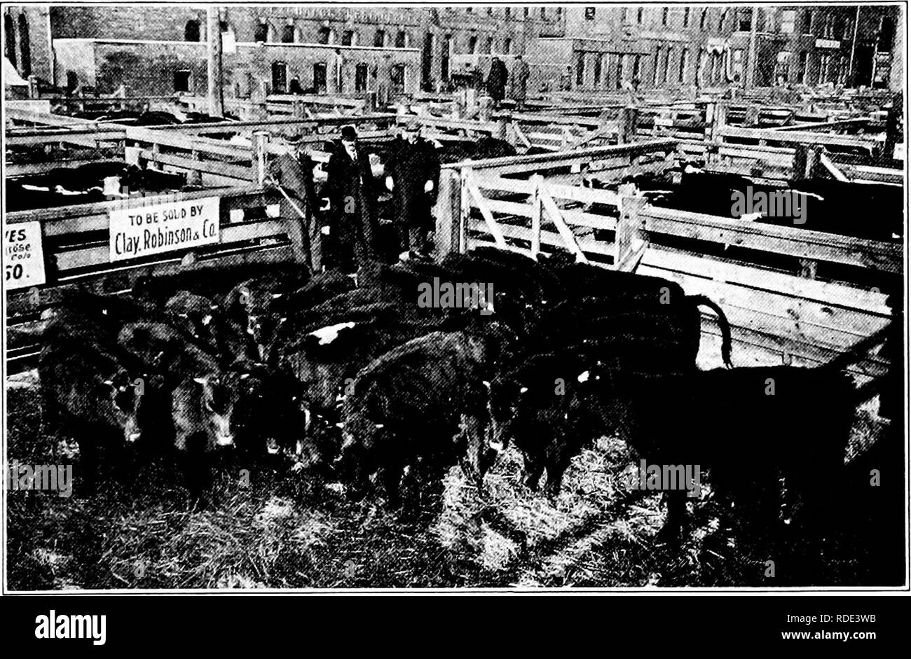 Fattening steers Black and White Stock Photos & Images - Alamy