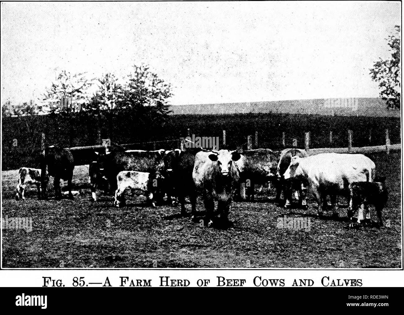 . Feeds and feeding abridged : the essentials of the feeding, care, and ...