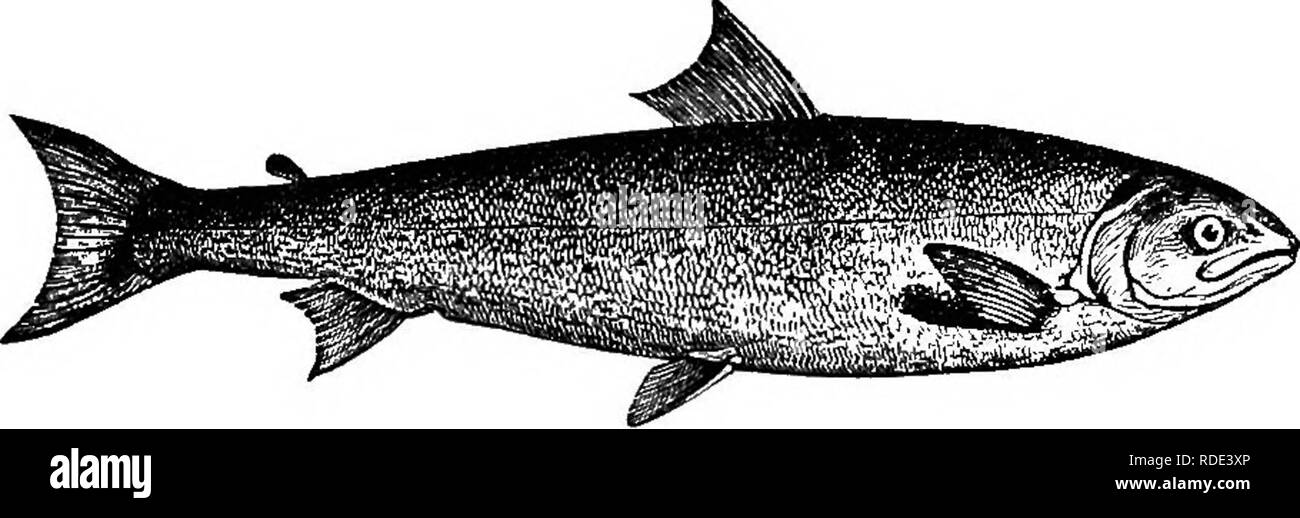 Horned pout hi-res stock photography and images - Alamy