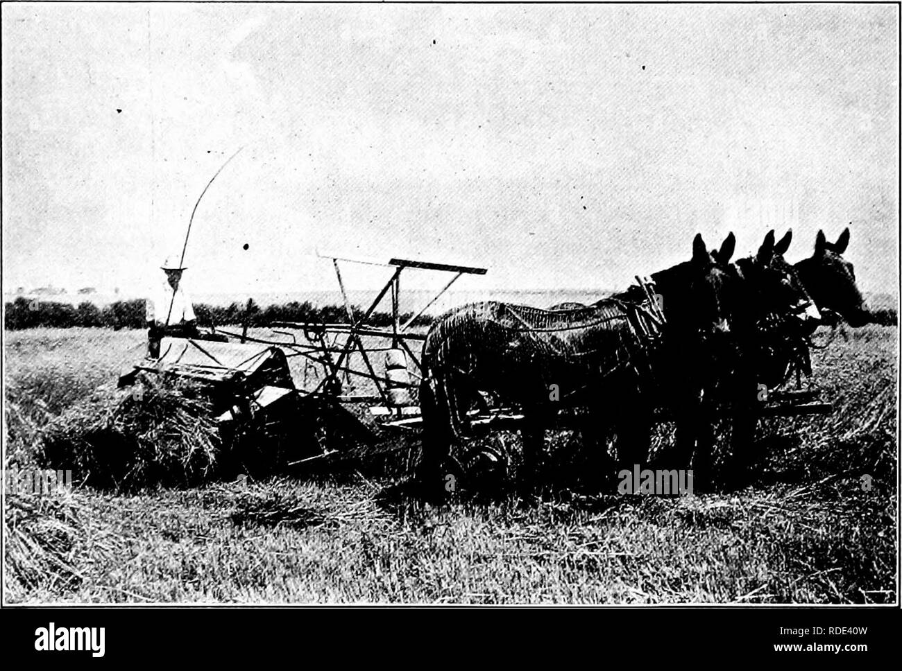 Roughages hi-res stock photography and images - Alamy