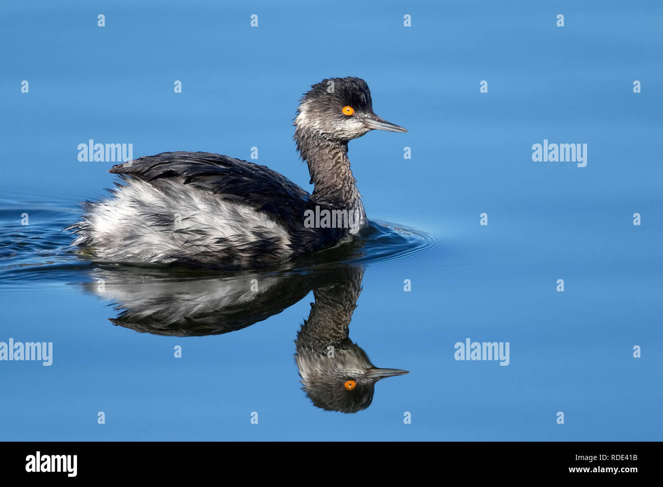 Eared grebe winter plumage hi-res stock photography and images - Alamy