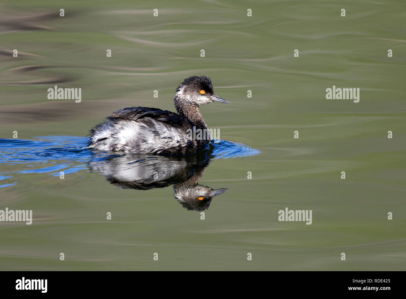 Eared grebe winter plumage hi-res stock photography and images - Alamy