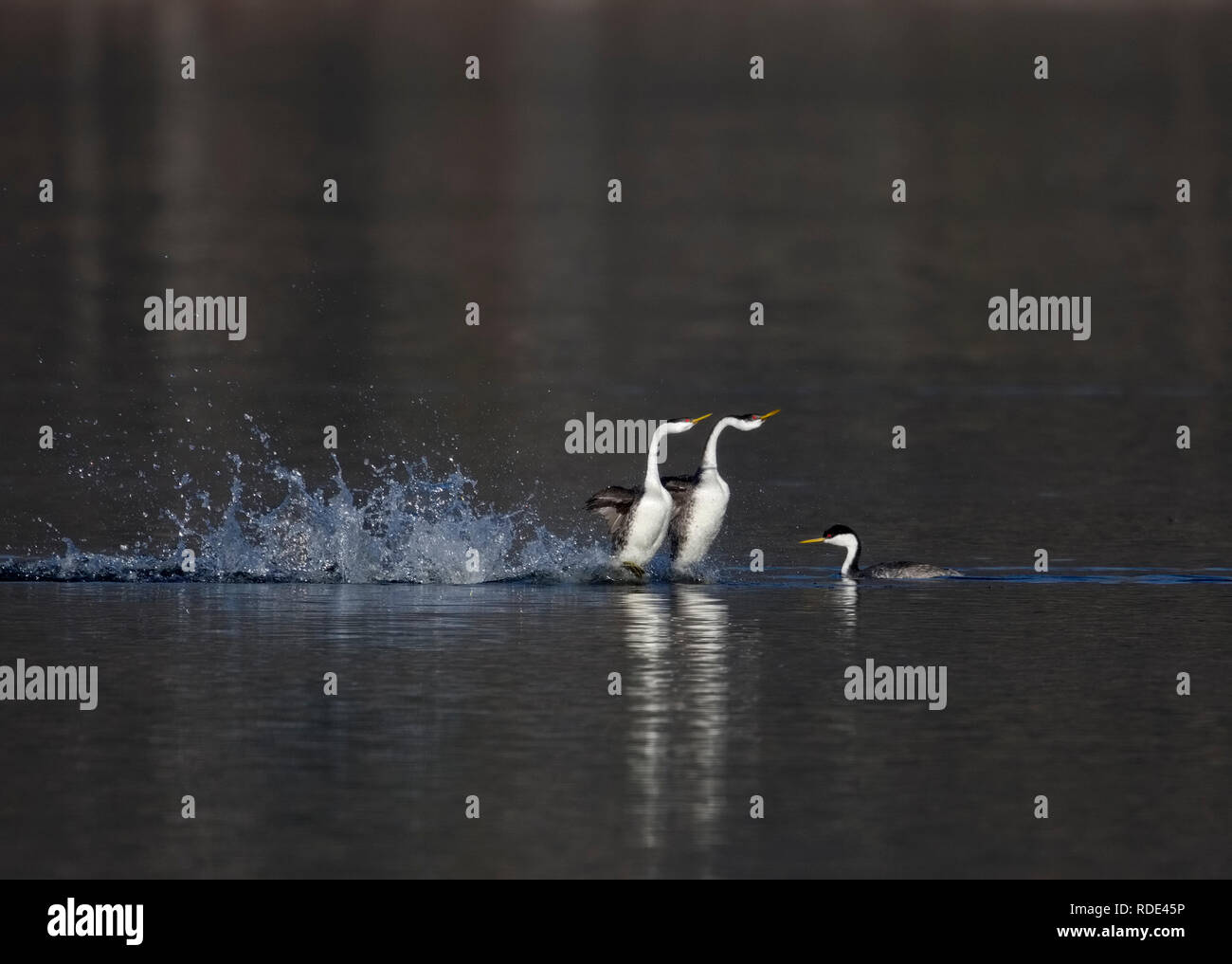Western Grebes Running Rushing Stock Photo - Alamy