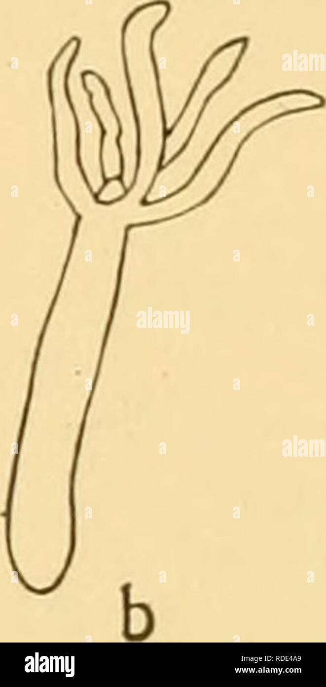 Hydra testis hi-res stock photography and images - Alamy