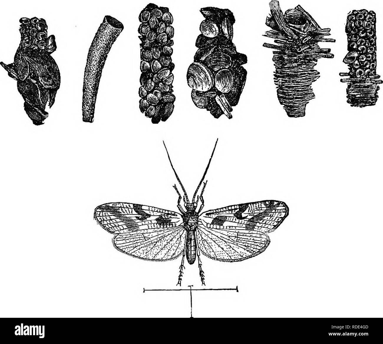 Metamorphosis Drawings From Objects To Animals