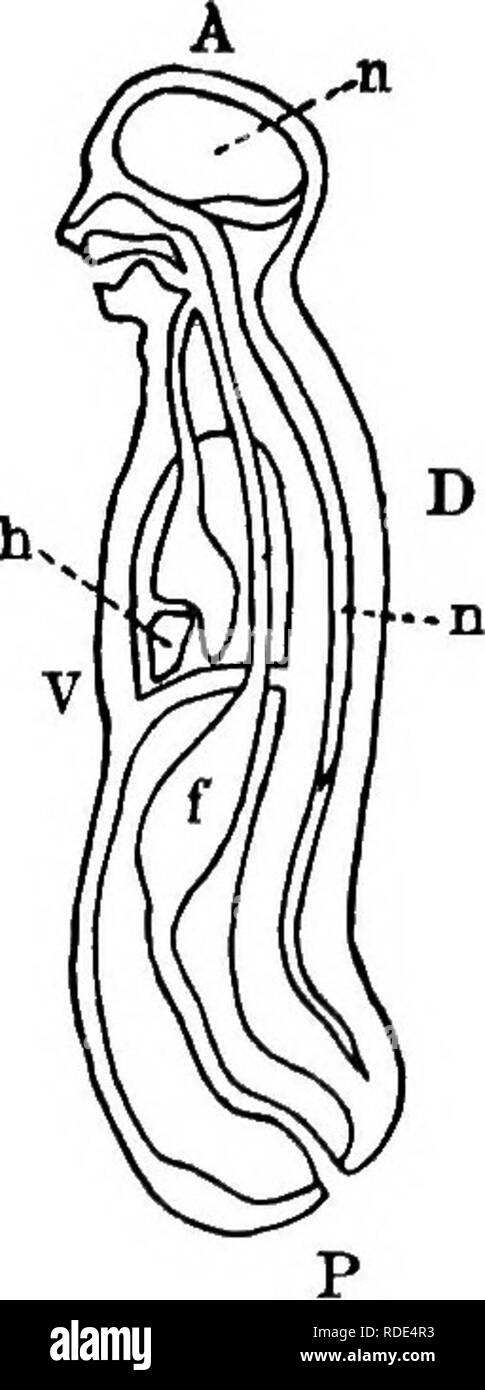 Nervous system of the grasshopper hi-res stock photography and images ...