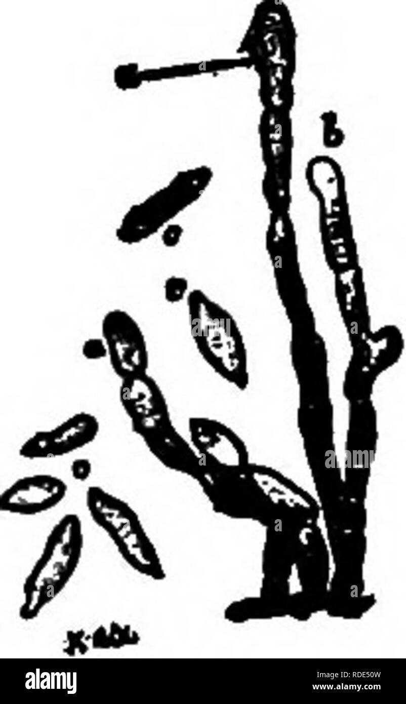 Cespitose plant hi-res stock photography and images - Alamy