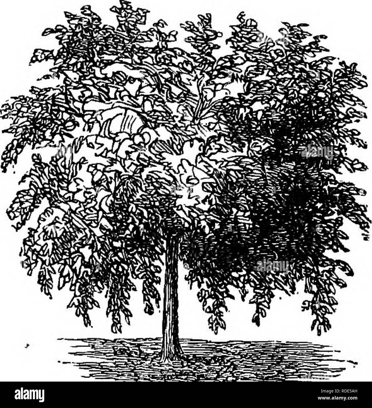 Evergreen tree with drooping branches hi-res stock photography and ...