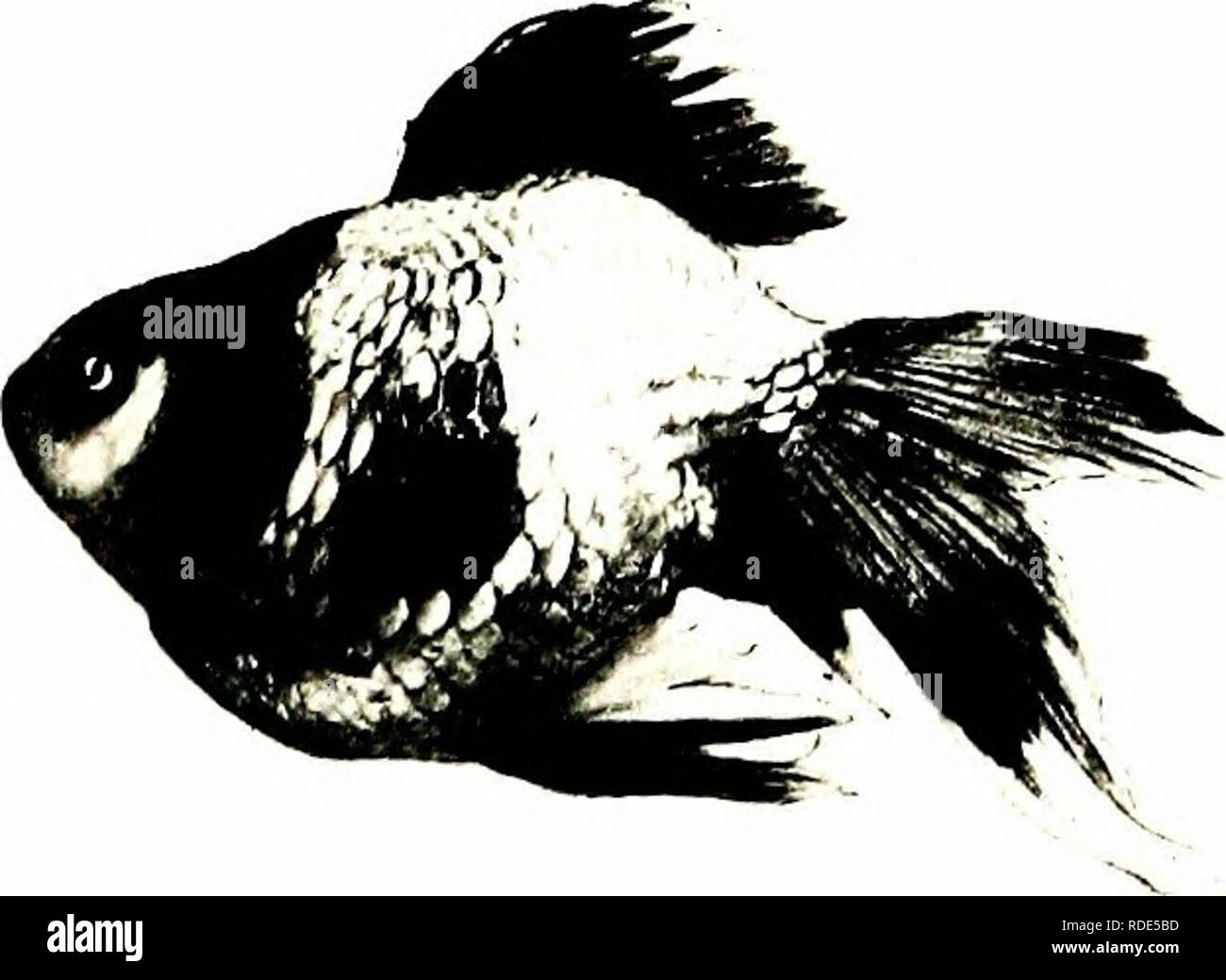 Two dorsal fins pectoral fin hi-res stock photography and images - Alamy