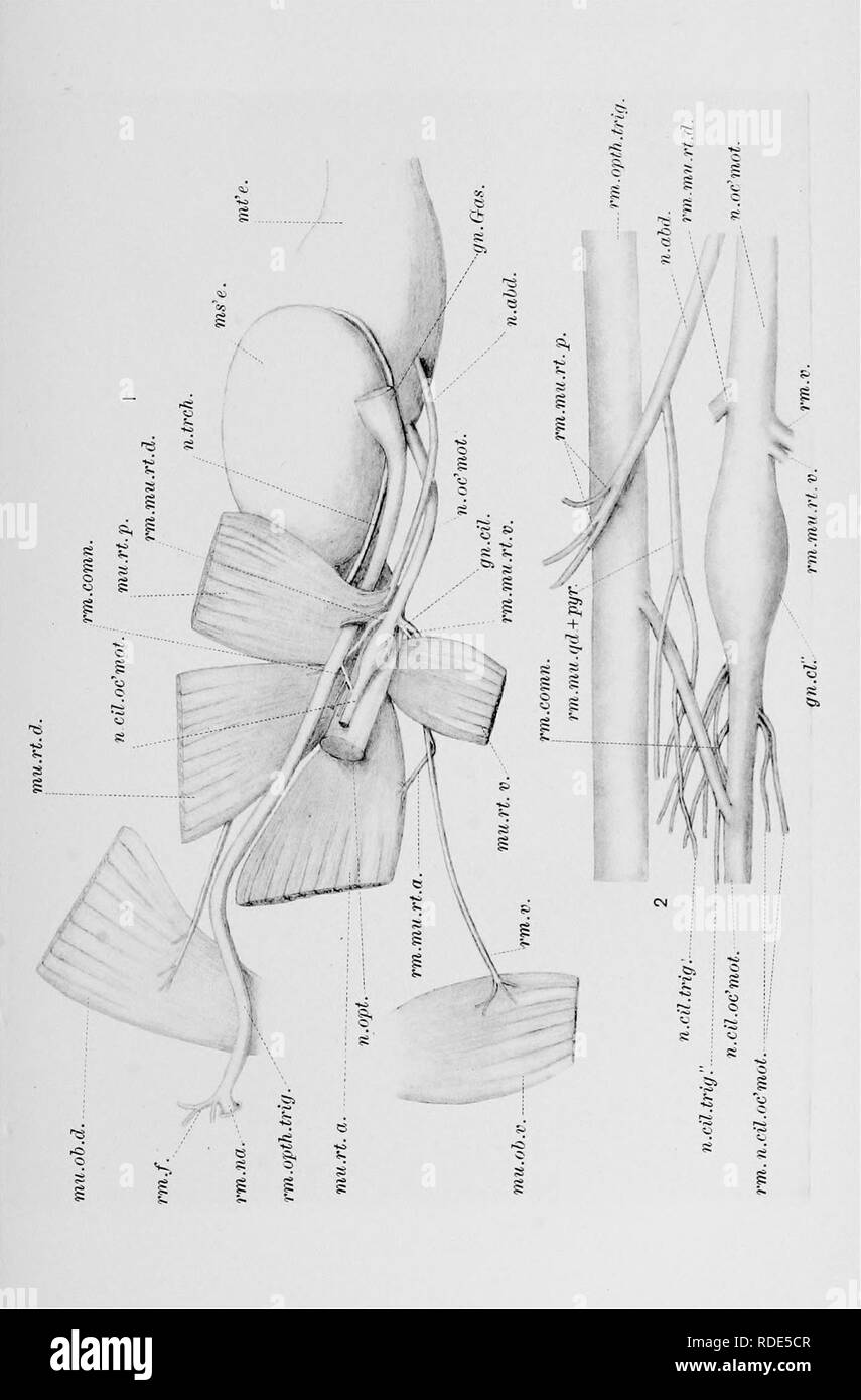 . The development of the oculomotor nerve, the ciliary ganglion, and ...
