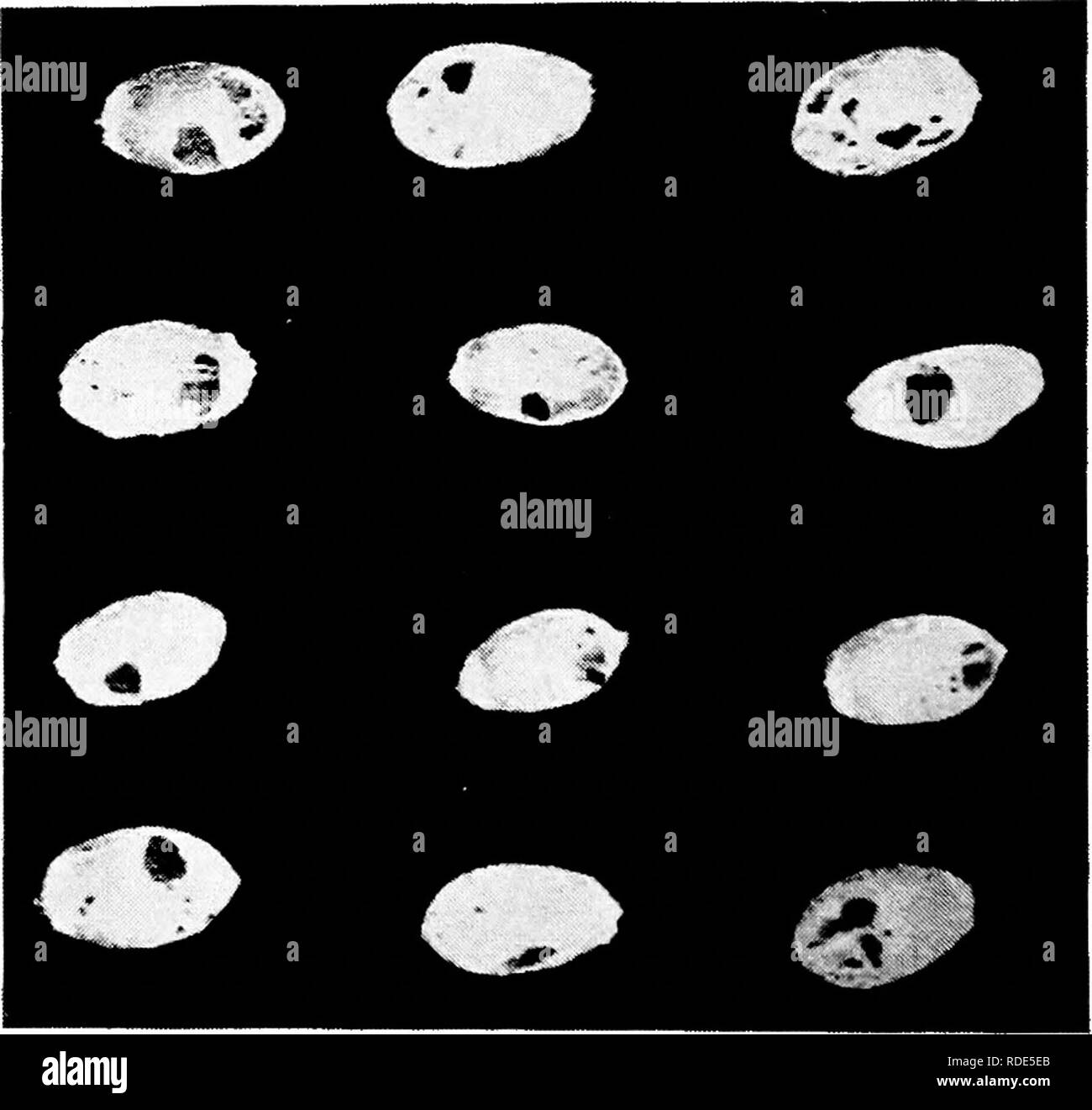 Damaged wheat from insect Black and White Stock Photos & Images - Alamy