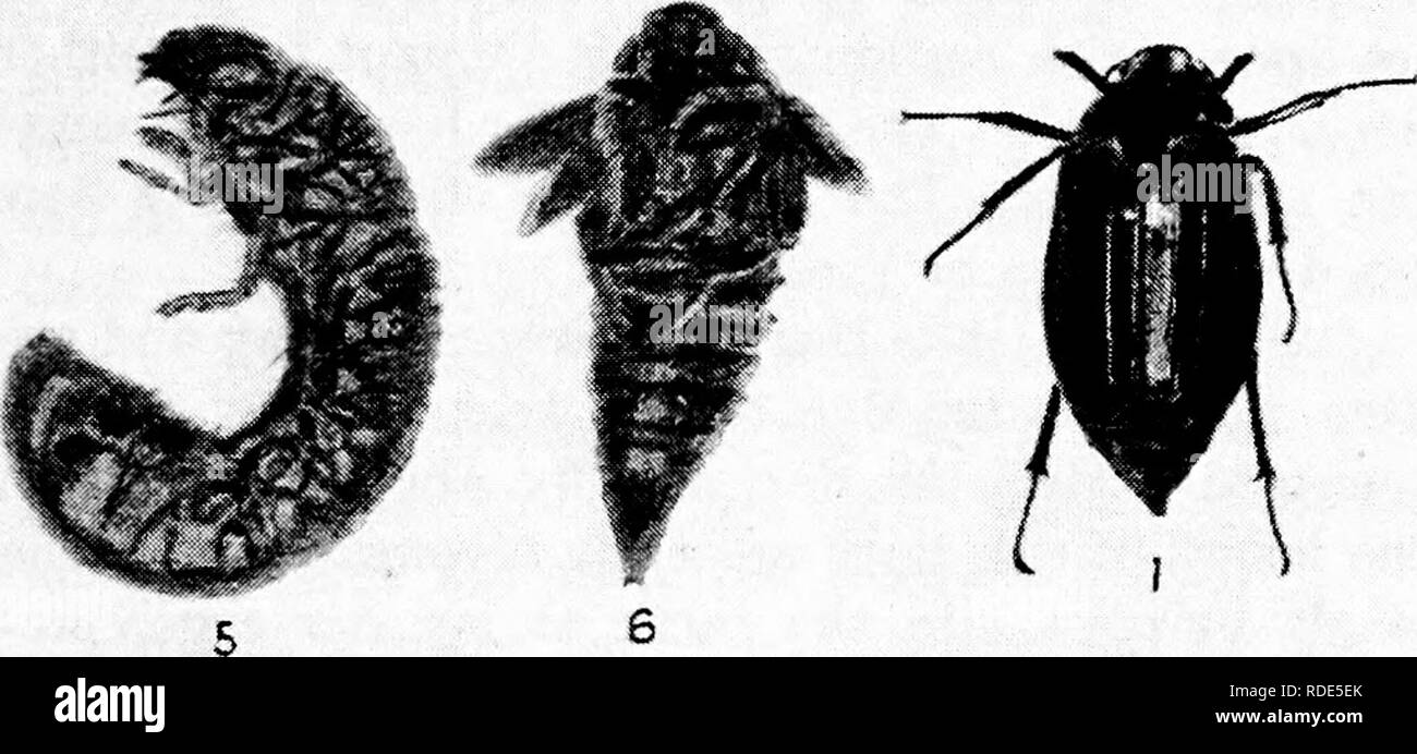 . Fungoid and insect pests of the farm. Agricultural pests. X] Beetles ...