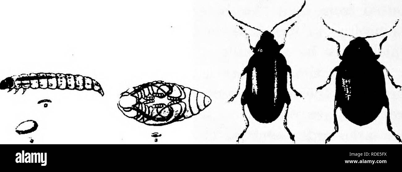 Turnip beetle hi-res stock photography and images - Alamy