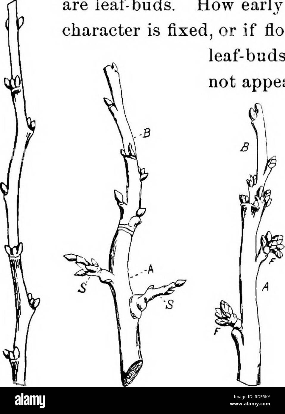 Prunus angustifolia hi-res stock photography and images - Alamy