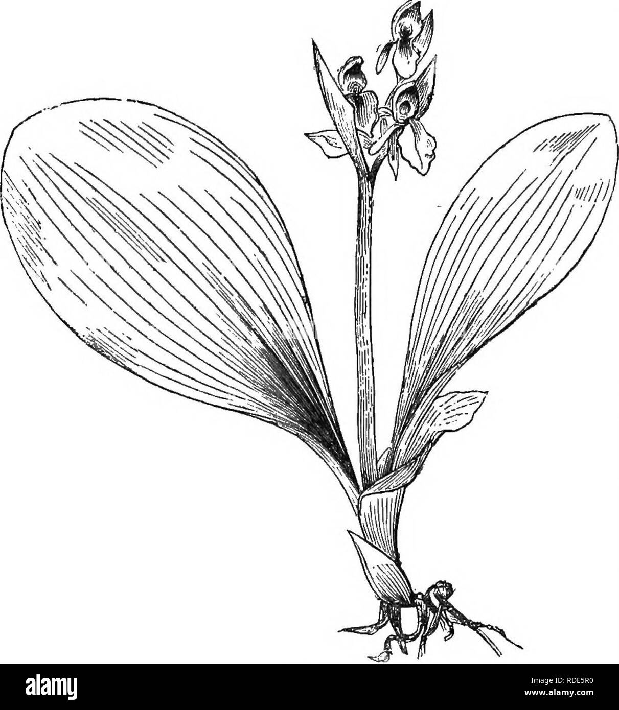 Epiphyte Plant Drawing