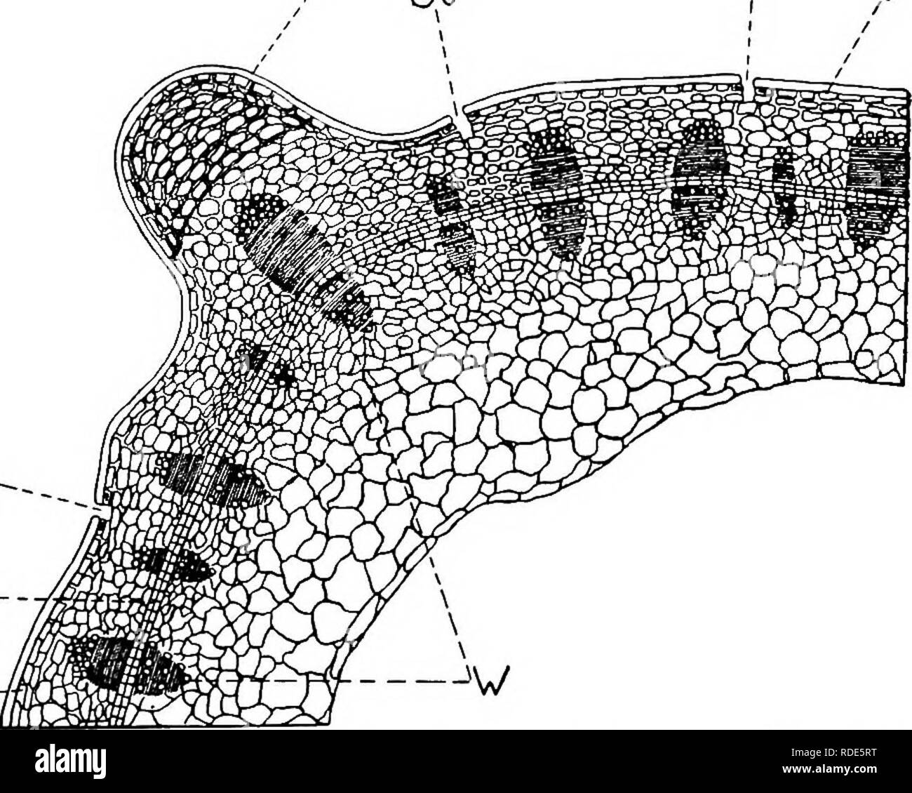 Plant epidermis transverse hi-res stock photography and images - Alamy