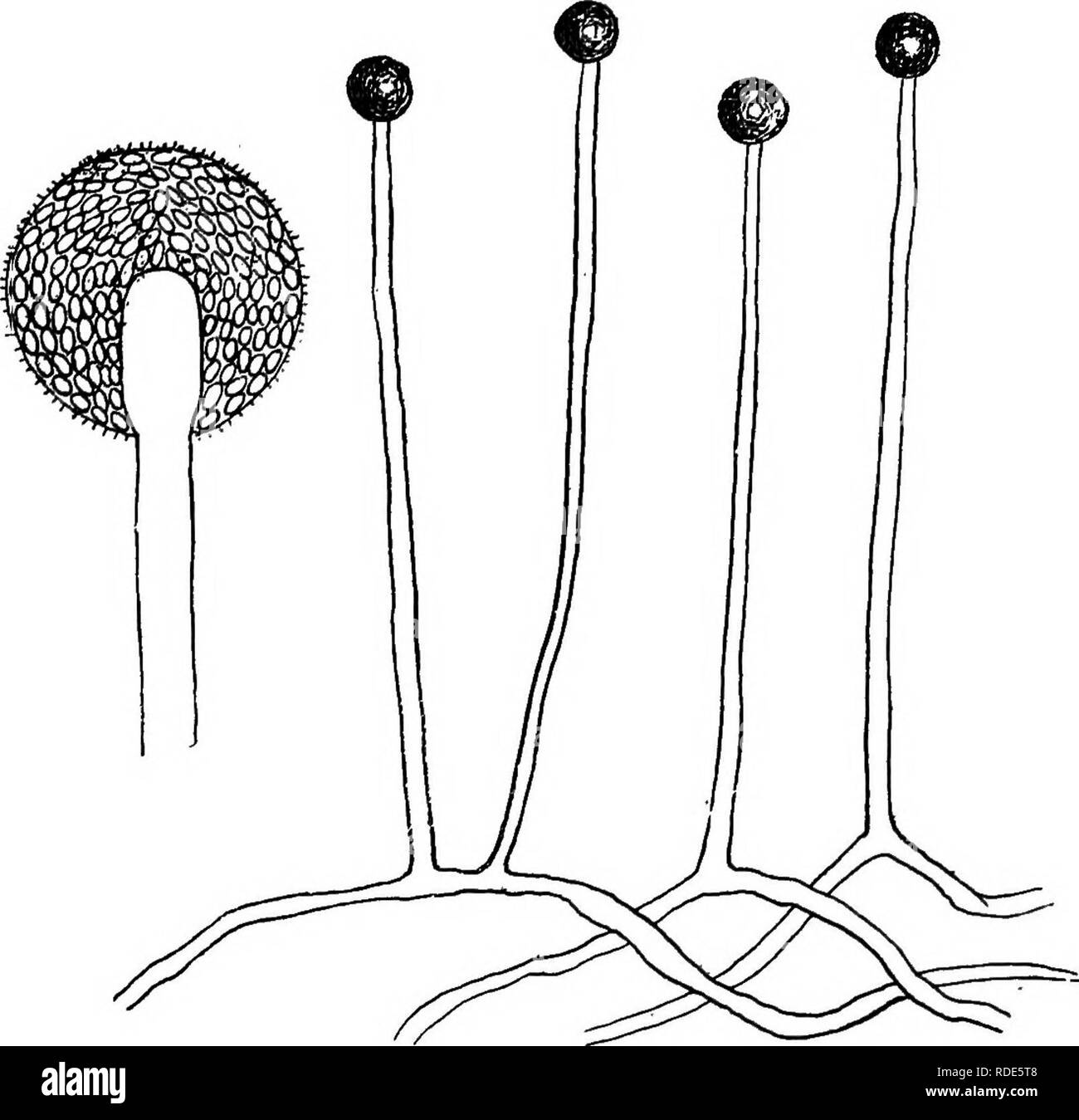 . Fungoid and insect pests of the farm. Agricultural pests ...