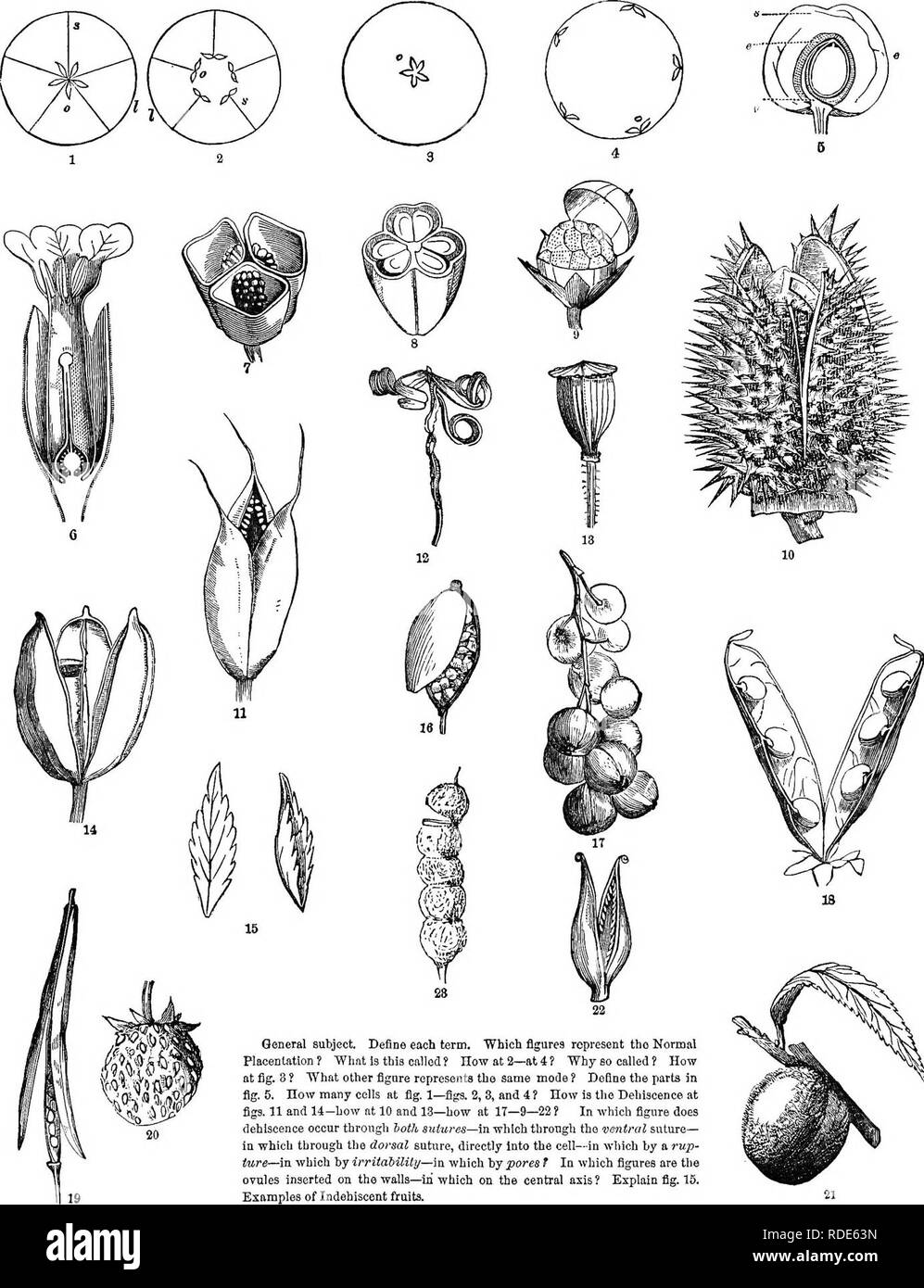 . Analytical class-book of botany : designed for academies and private ...