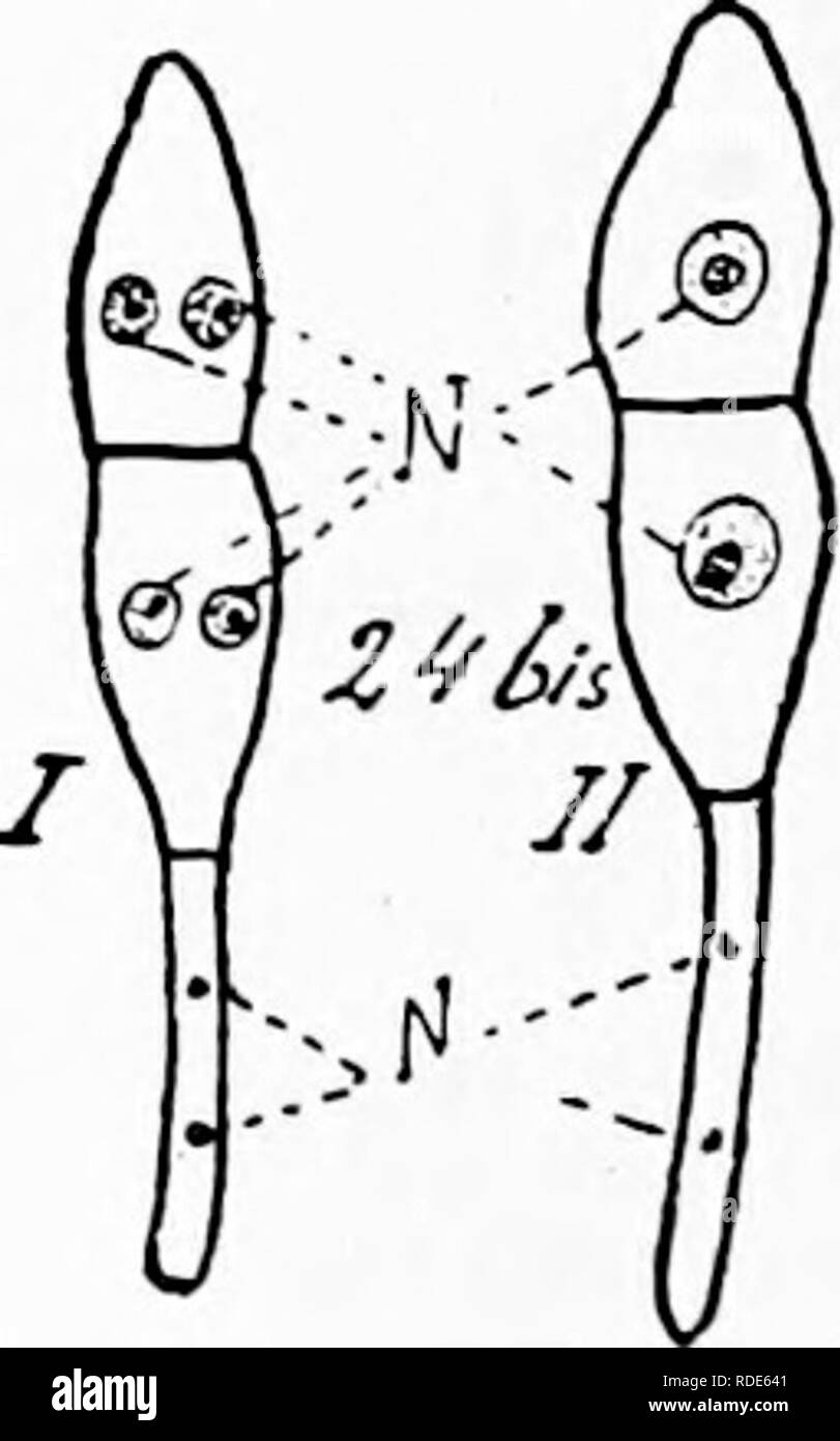 Plant cells diagram Cut Out Stock Images & Pictures - Alamy
