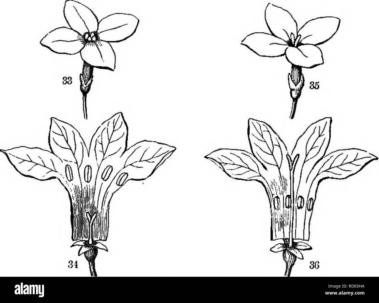 Stigma branches Cut Out Stock Images & Pictures - Alamy
